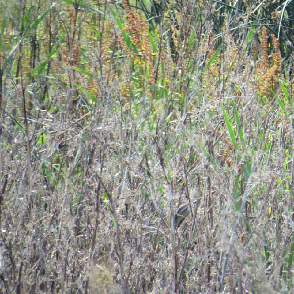 Optical Illusion Vision Test: Can you find a hidden bird in the grass ...