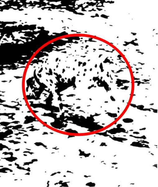 Optical Illusion Vision Test: Can you find a dog in the picture in 5 ...