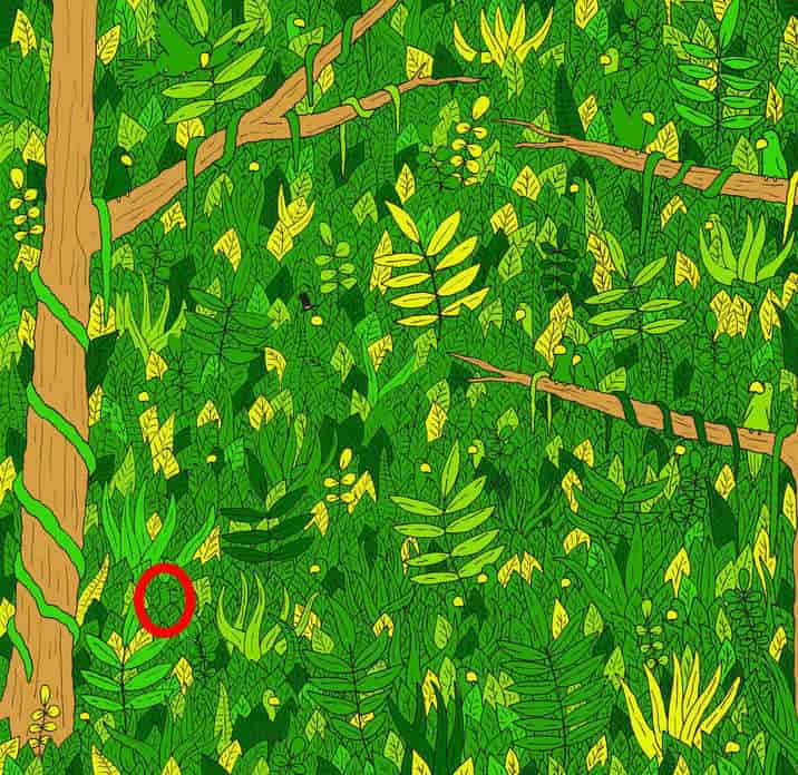 You have eagle eyes if you can spot the hidden snake in the tree in 9 ...