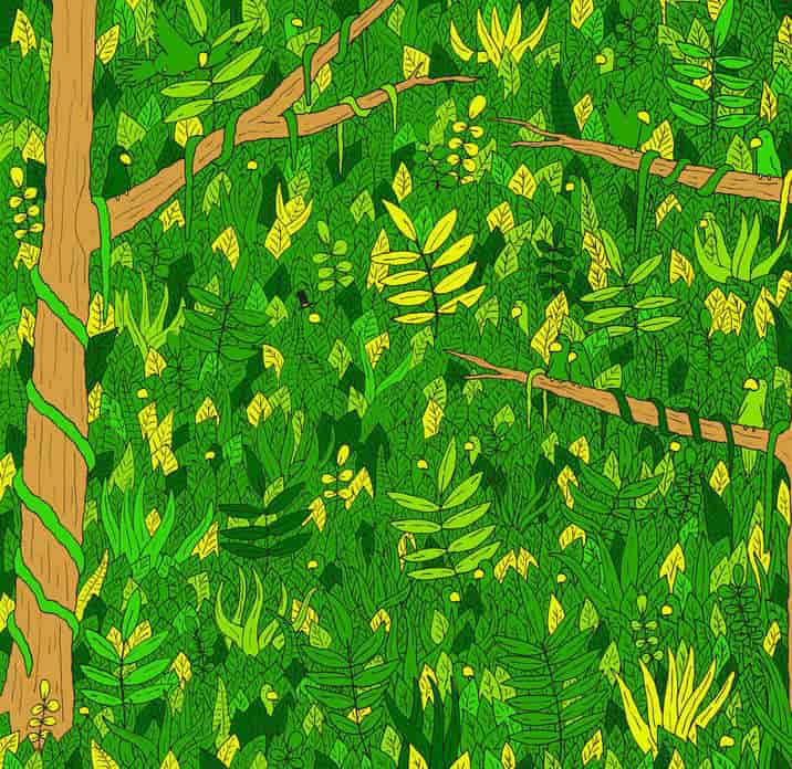 You have eagle eyes if you can spot the hidden snake in the tree in 9 ...