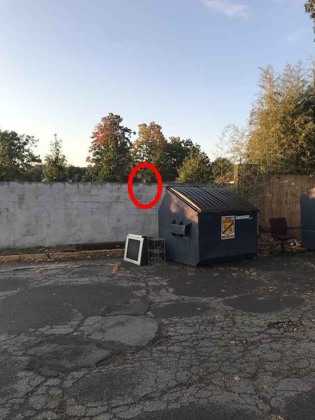 You have the sharpest eyes in the world if you can spot the hidden deer ...