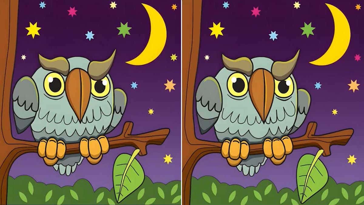 Spot 3 differences between the two owl pictures in 8 seconds!