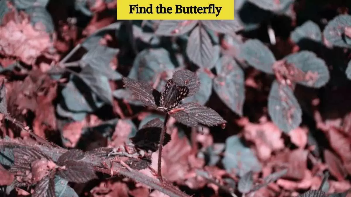 Optical Illusion: Find the butterfly in the picture in 7 seconds!
