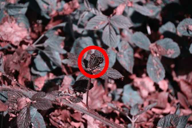 Optical Illusion: Find the butterfly in the picture in 7 seconds!