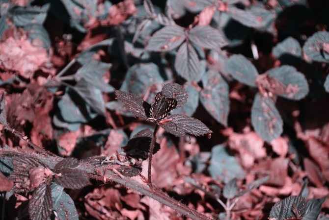 Optical Illusion: Find the butterfly in the picture in 7 seconds!