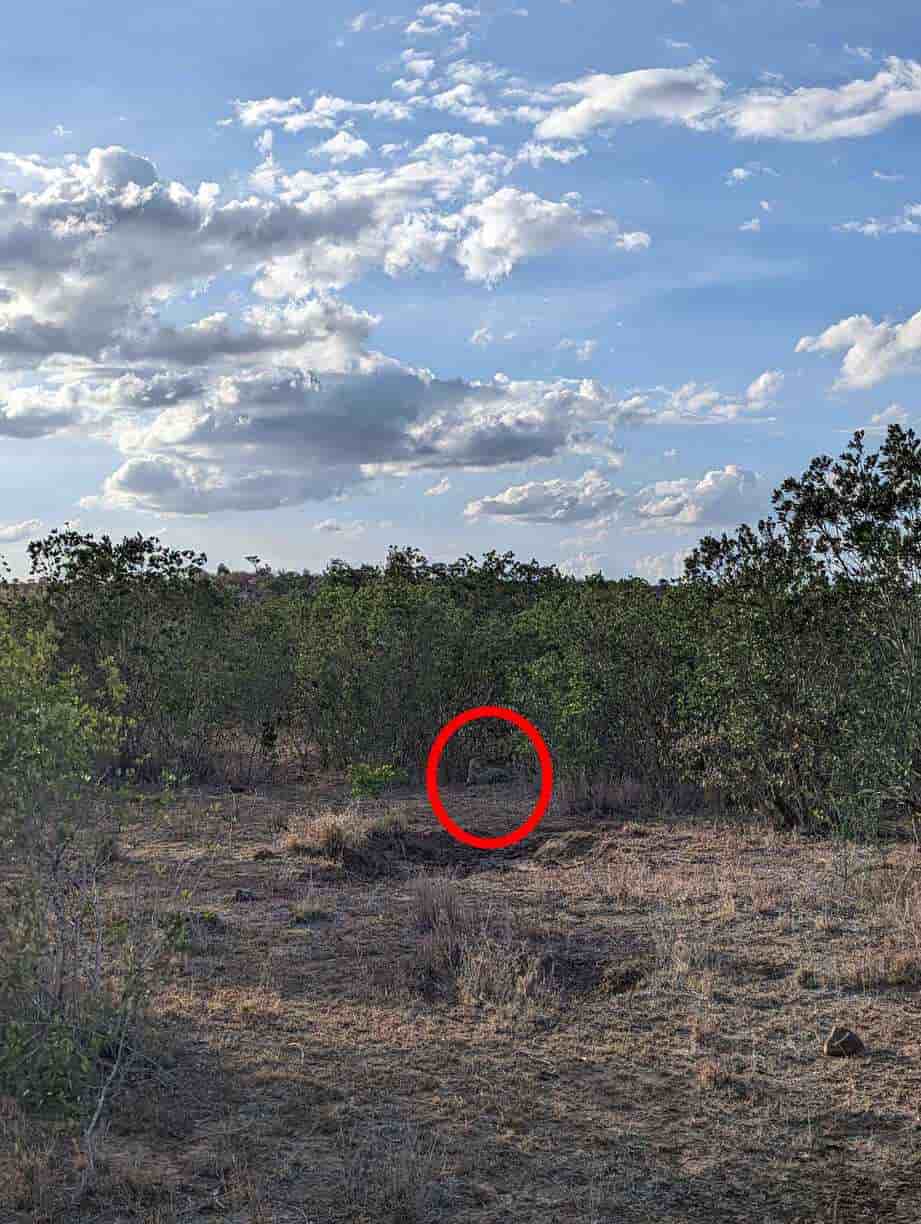 You have eagle eyes if you can spot the leopard in the jungle in 8 seconds!