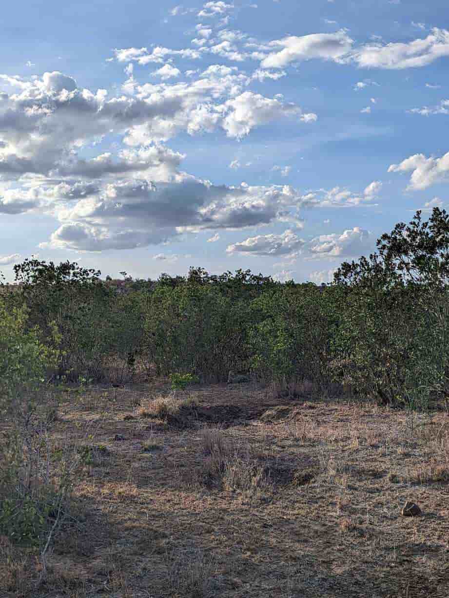 You have eagle eyes if you can spot the leopard in the jungle in 8 seconds!