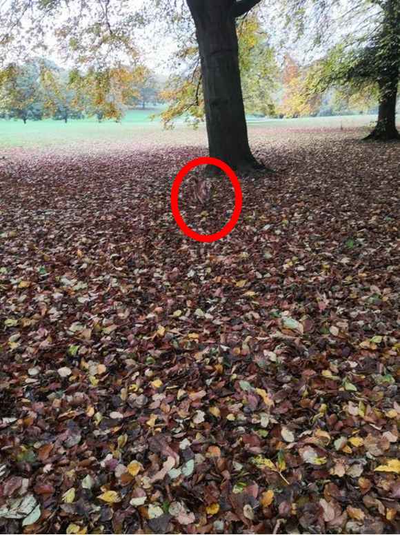 Optical Illusion Eye Test: Find the dog in the park in 7 seconds!