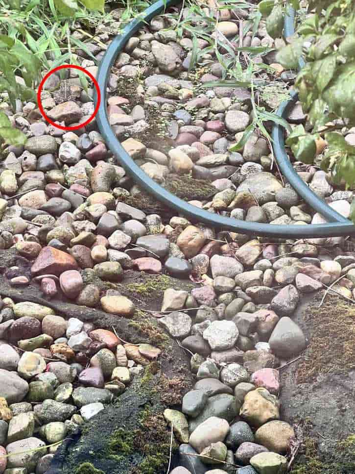 Optical Illusion: Only hawk eyes can find the hidden frog in 7 seconds!