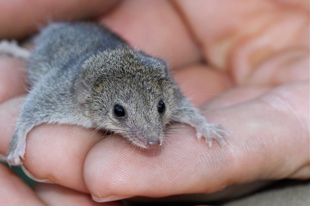 List of the 10 Smallest Animals in the World (Mammals)