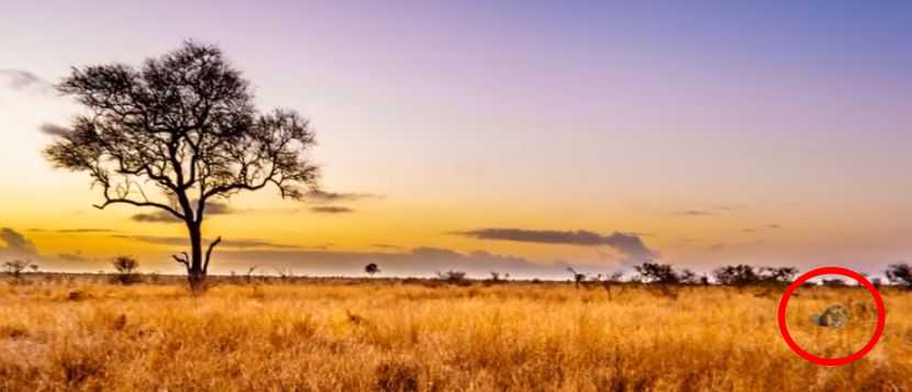 Optical Illusion: You have 20/20 vision if you can find the lion in 4 ...