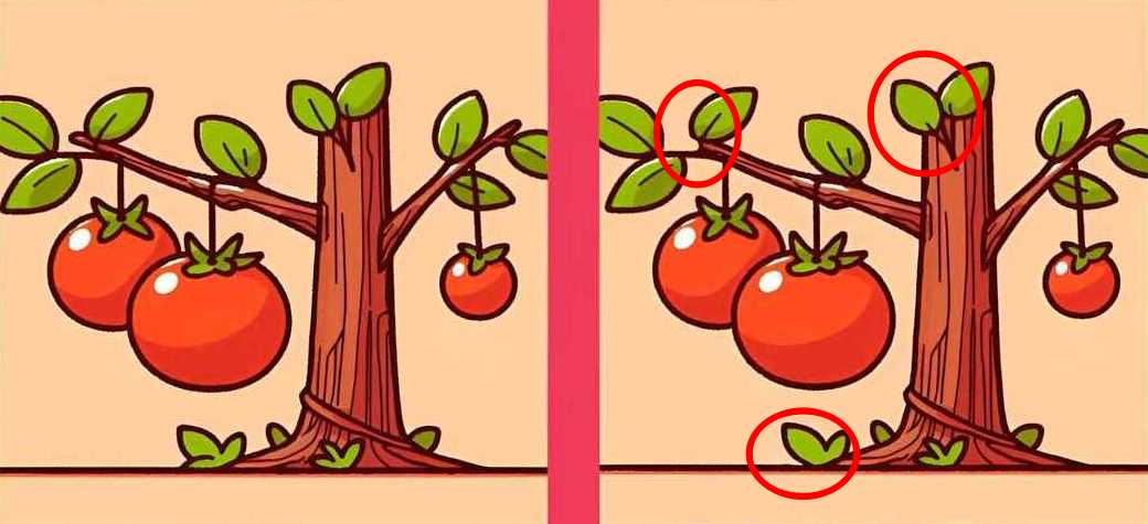 Spot 3 differences between the tree pictures in 14 seconds!