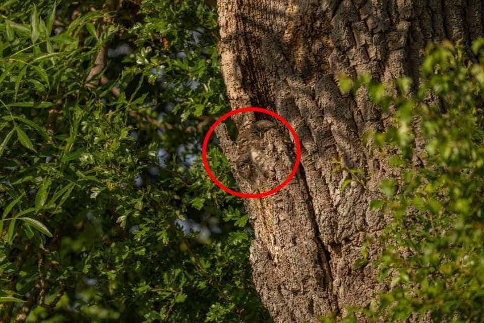 Optical Illusion: Can you spot three hidden owls in the jungle in 6 ...