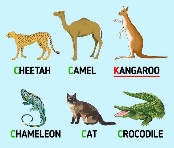 Brain Teaser IQ Test: Find the odd animal in the picture in 4 seconds!