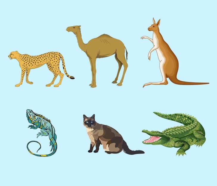 Brain Teaser IQ Test: Find the odd animal in the picture in 4 seconds!