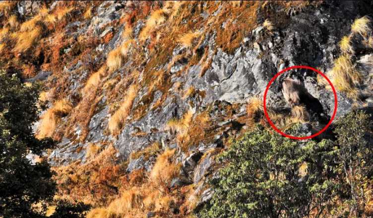 You have observant eyes if you can spot the goat on the cliff in 6 seconds.