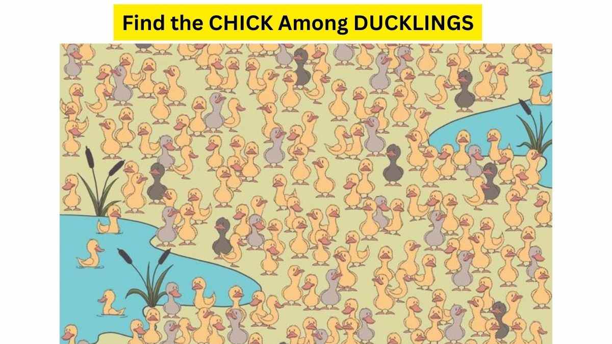 Brain Teaser For IQ Test: Can You Find The Lost CHICK Hidden Among ...