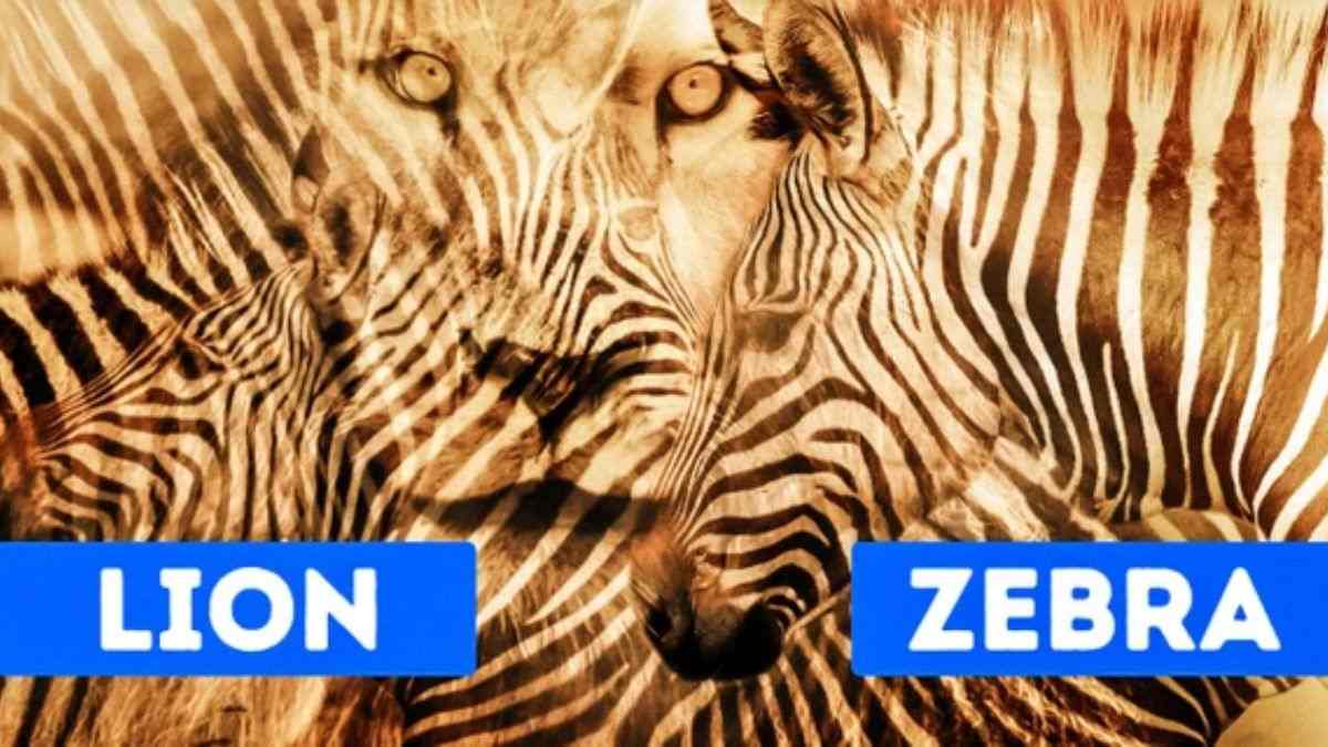 Illusion Personality Test What You See First Reveals If You Are