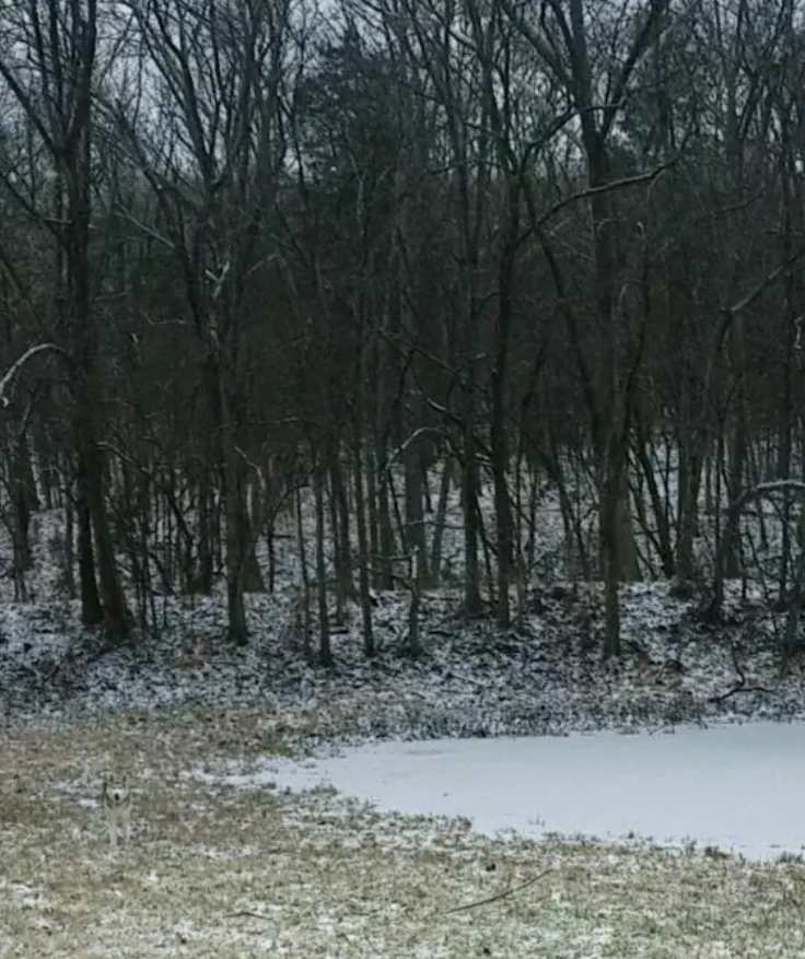 You are highly observant if you can spot the husky hidden in the snow ...