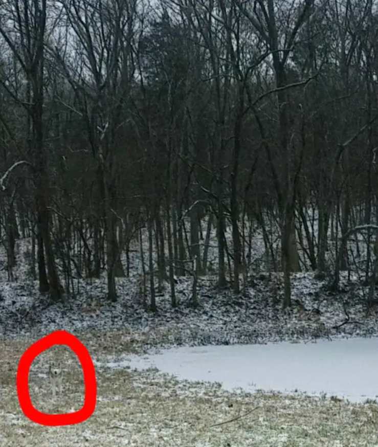 You are highly observant if you can spot the husky hidden in the snow ...