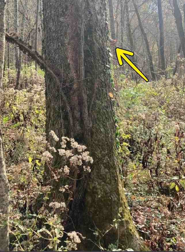 You have top-notch observation skills if you can spot the squirrel ...