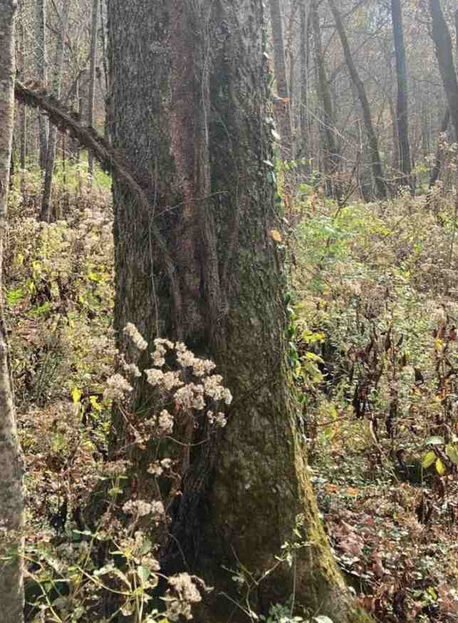 You have top-notch observation skills if you can spot the squirrel ...