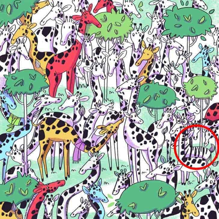 Optical Illusion: Can you find the zebra hiding among the giraffes in 7 ...