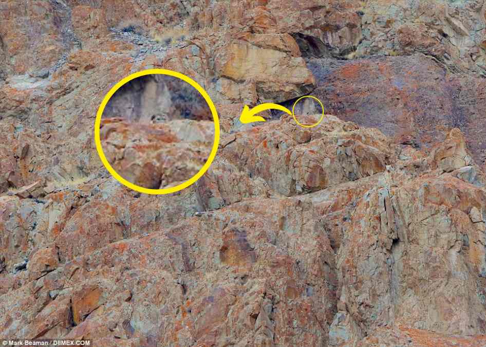 You have top-notch observation skills if you can spot the leopard ...