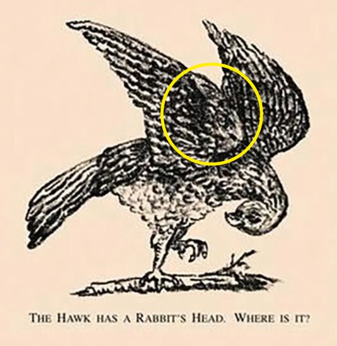 Only the top 2% of attentive people can find the rabbit hidden in hawk ...