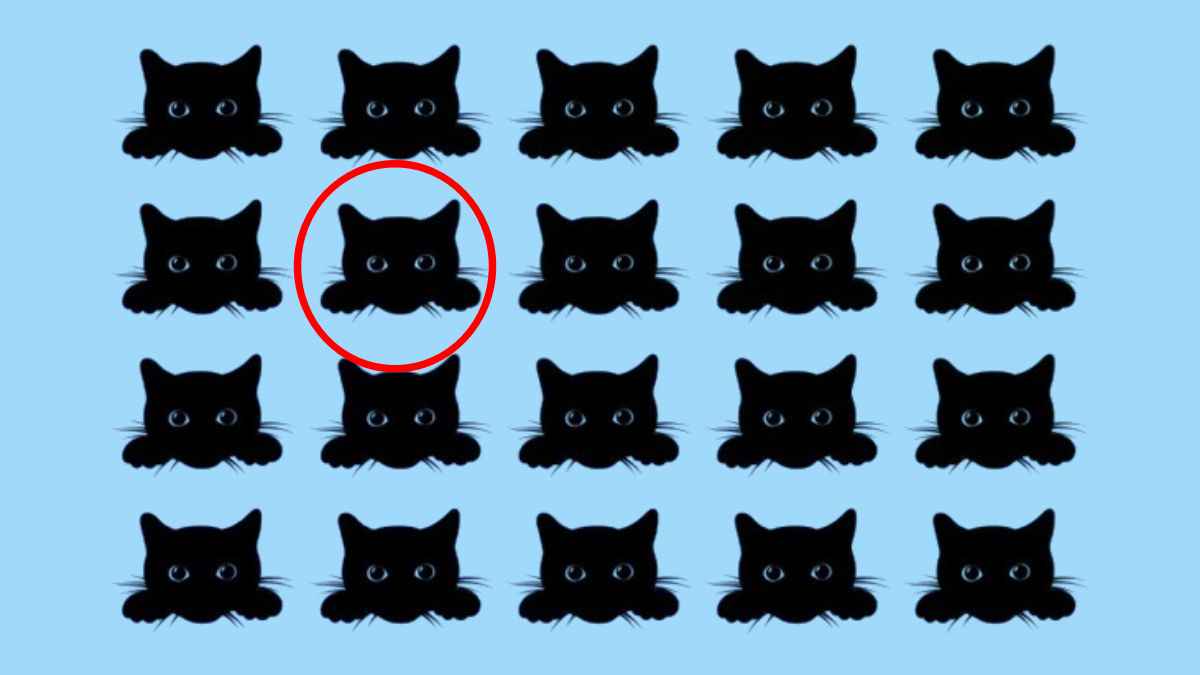 Optical Illusion: Find the different cat in the picture in 5 seconds!