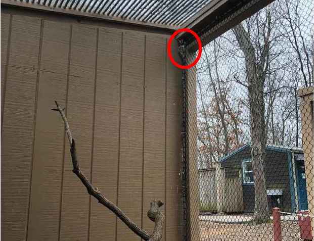 Optical Illusion: Find the hidden owl in 7 seconds!