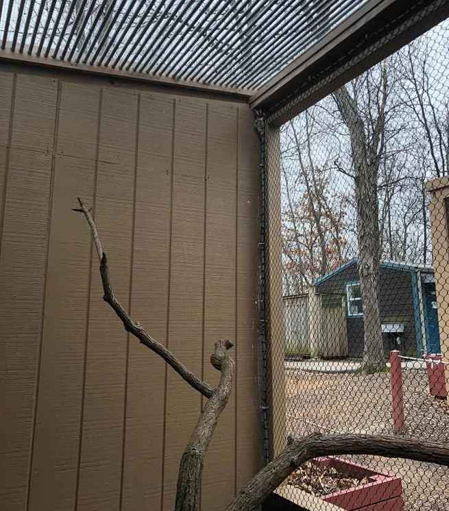 Optical Illusion: Find the hidden owl in 7 seconds!