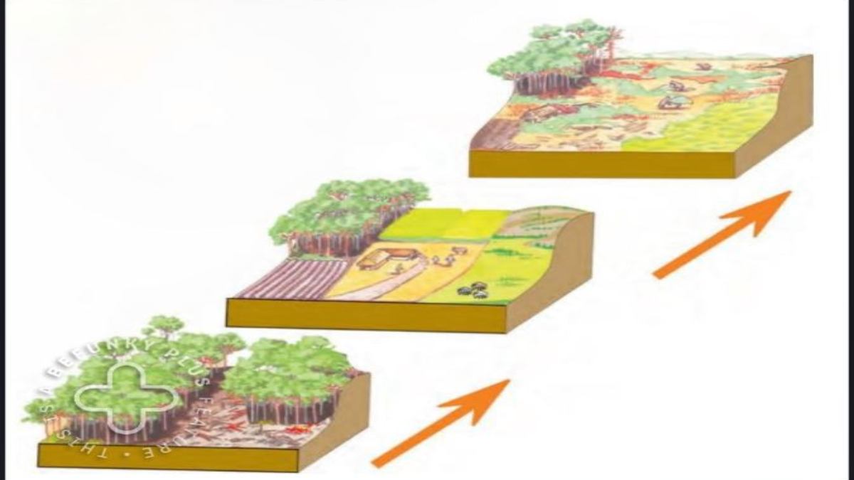 Amazon River: Location, Origin, Climate, Questions And More