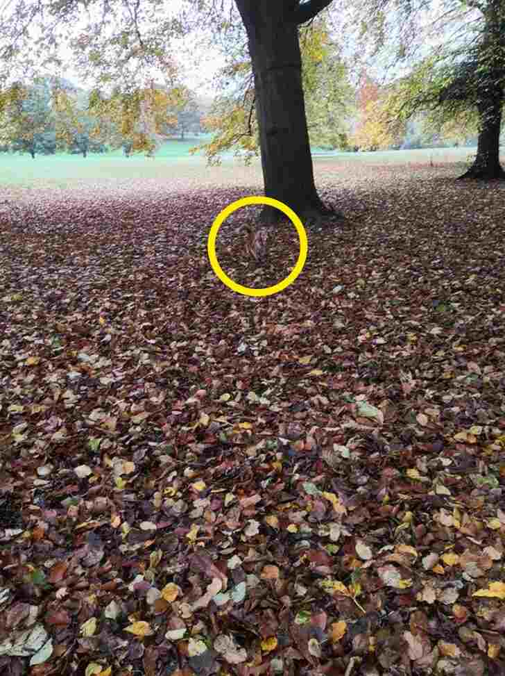 Can You Find The Dog Hidden Playing In The Woods Within 7 Seconds ...