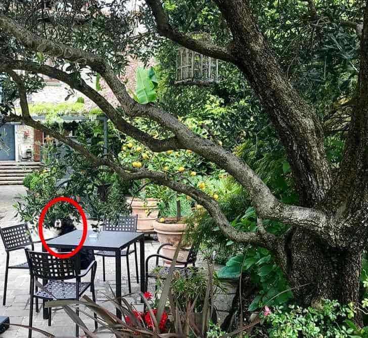 Optical Illusion Eye Test: Find a dog hiding in the garden in 9 seconds!