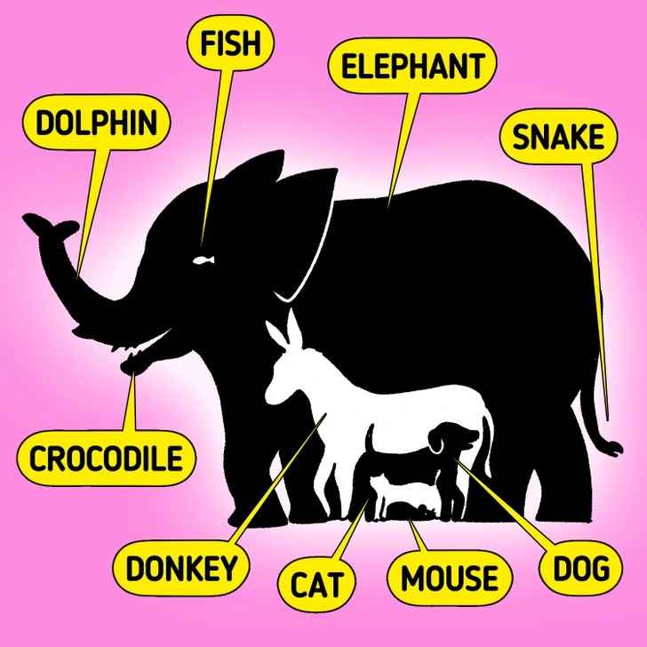 Seek and Find: You have high visual IQ if you can spot 9 animals in ...