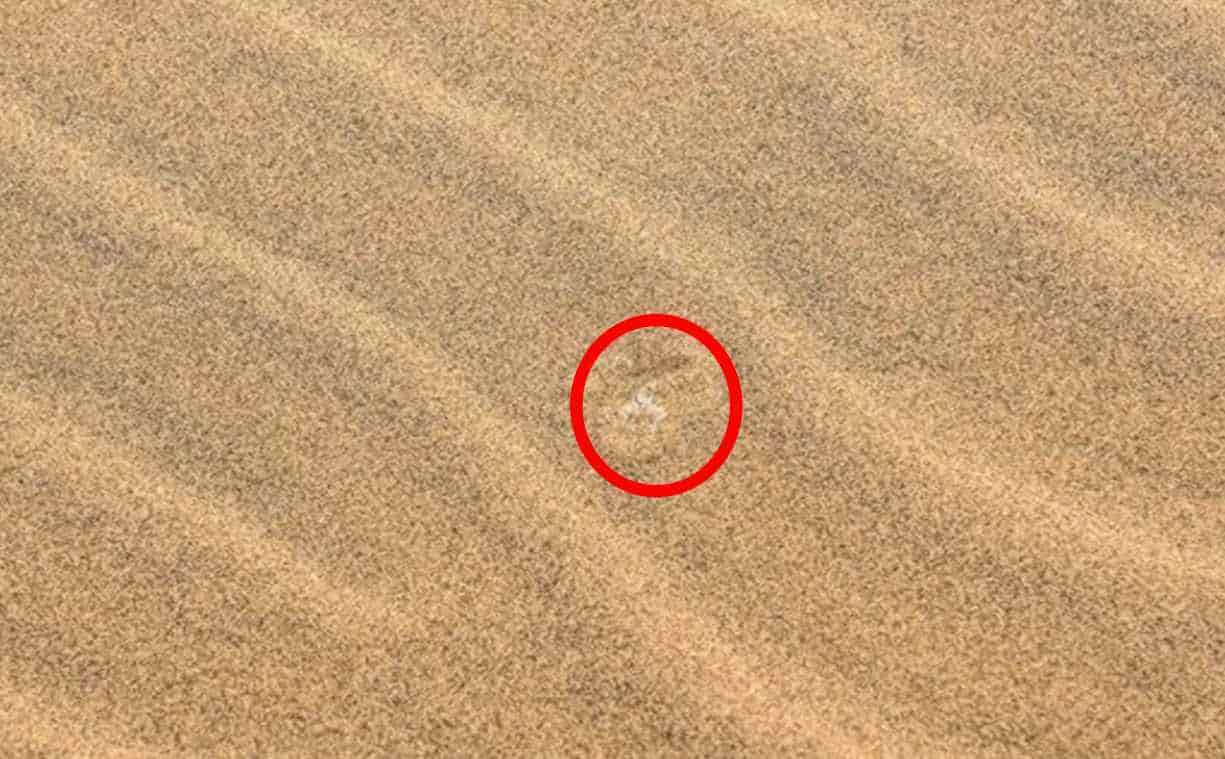 Only a puzzle hunter will be able to spot the snake in the desert in 5 ...