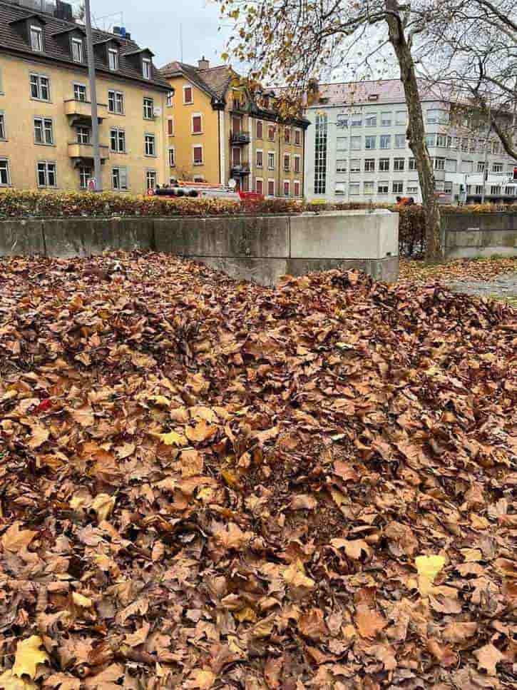 You have eagle vision if you can spot the hidden dog in 6 seconds!