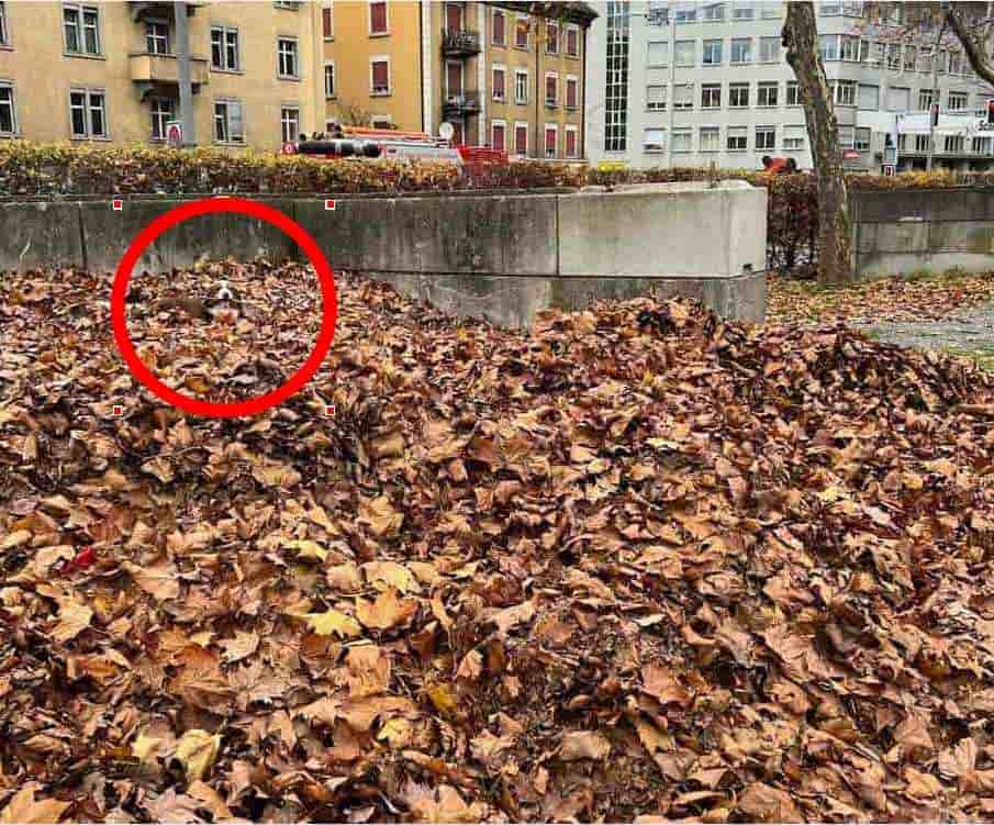 You have eagle vision if you can spot the hidden dog in 6 seconds!
