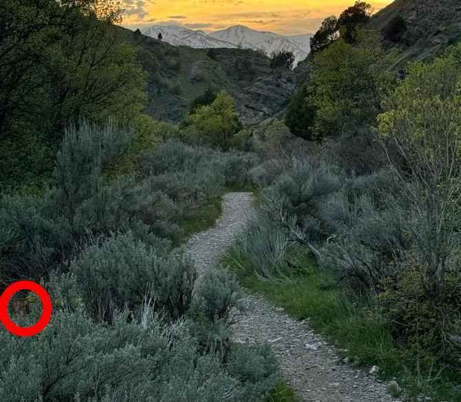 You have razor-sharp eyes if you can spot the lion in the bushes in 8 ...
