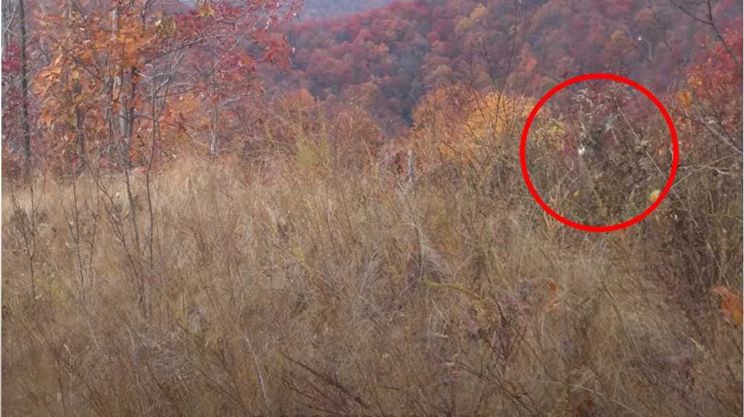 Optical Illusion - Find the deer in the forest in 7 seconds!