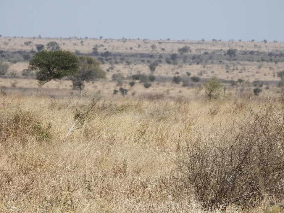 Optical Illusion: If you can spot the leopard in just 5 seconds, you've ...