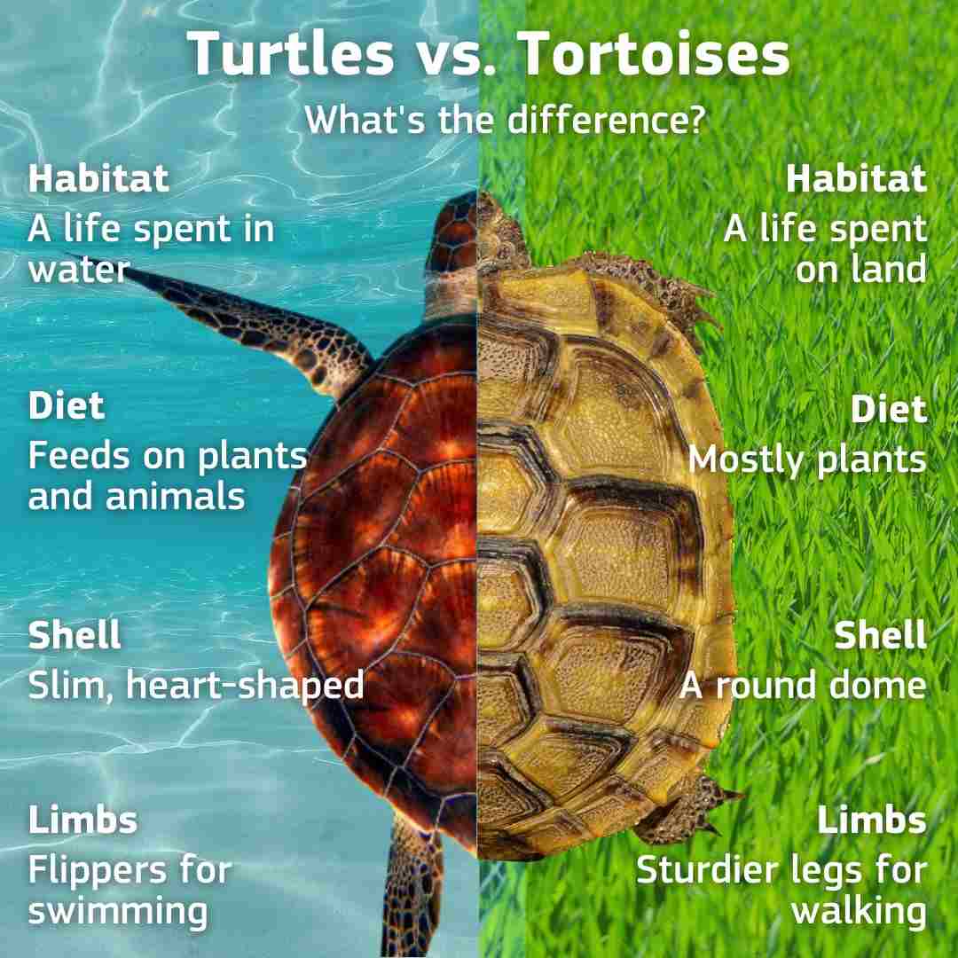 Tortoises vs. Turtles: What’s the Difference Between Them?