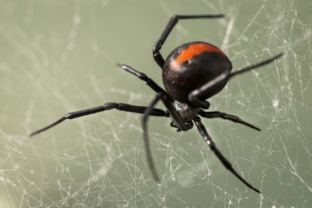 List of the Top 9 Most Venomous Spiders in the World