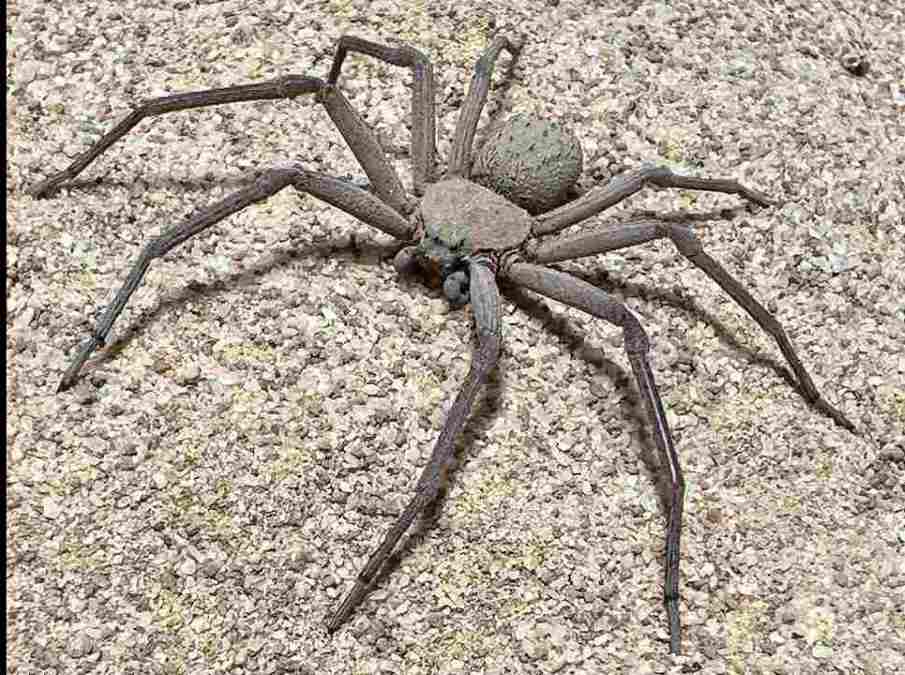 List of the Top 9 Most Venomous Spiders in the World