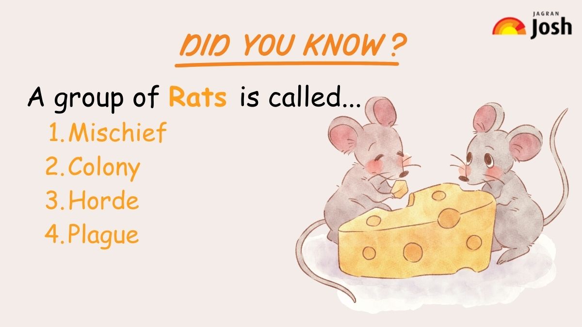 What is a Group of Rats Called?