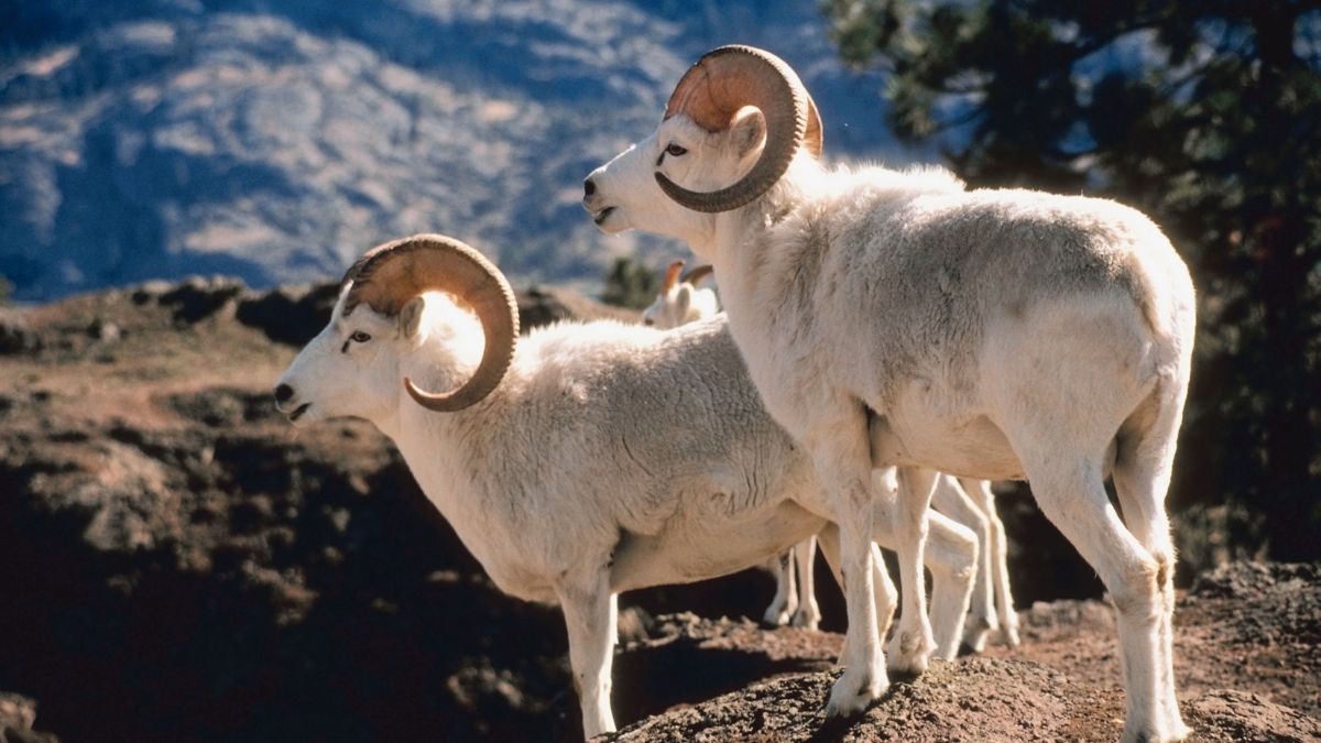 What is the Scientific Name of Sheep?