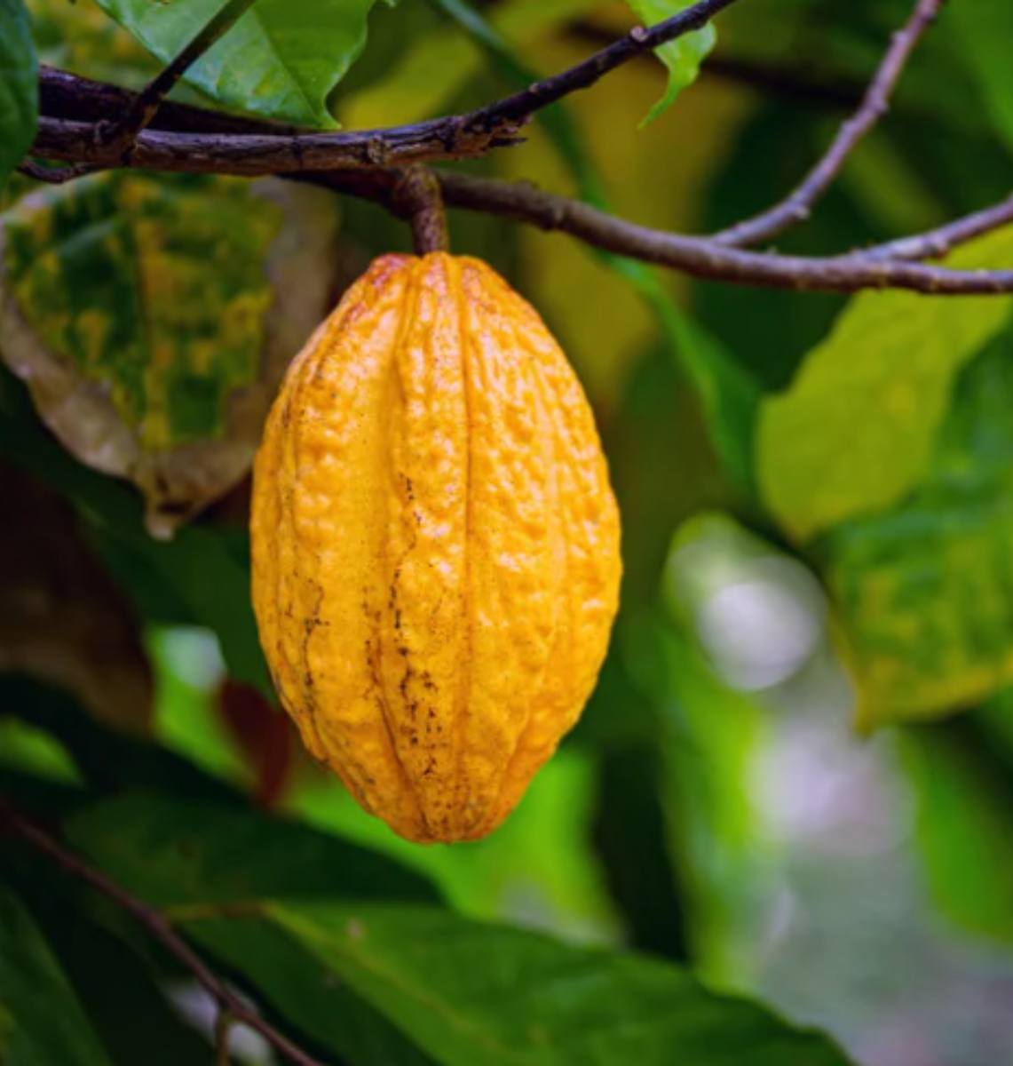 List of 9 Fruits That Grow In the Desert