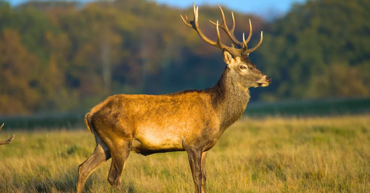 difference between a stag and buck