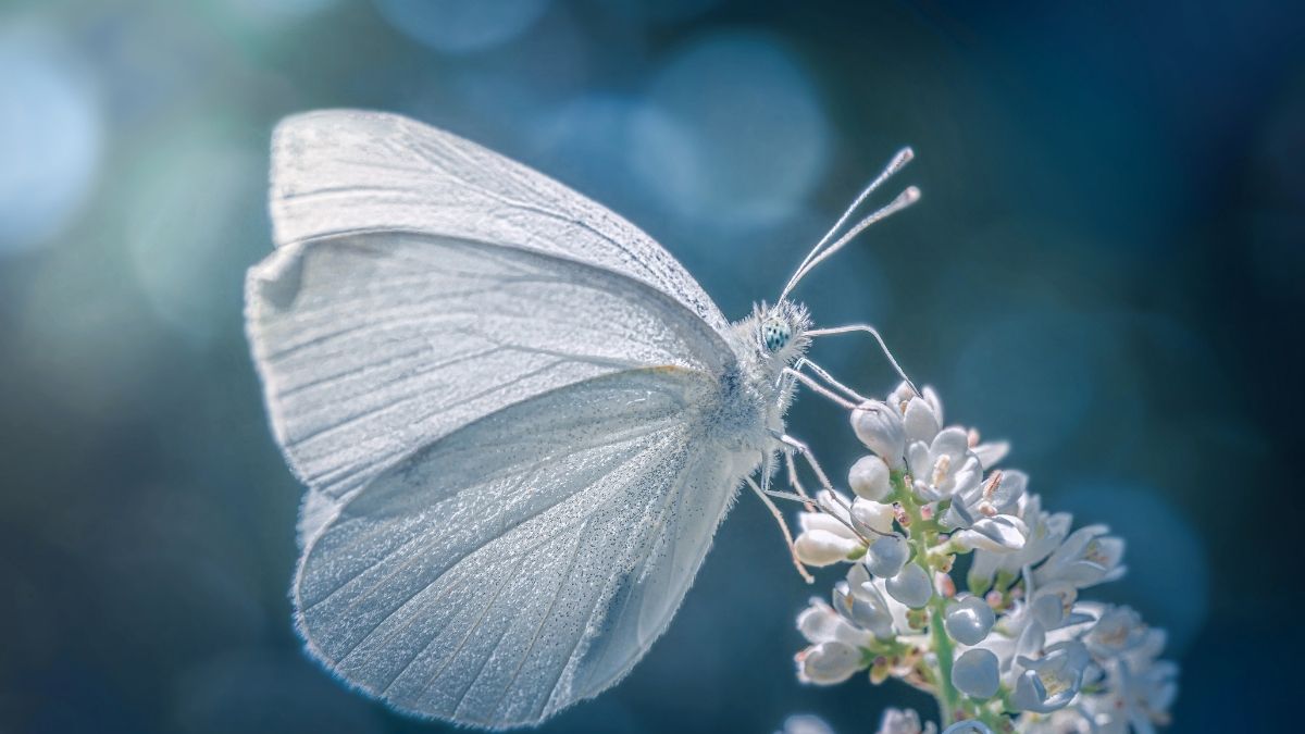 What is the Scientific Name of a Butterfly?